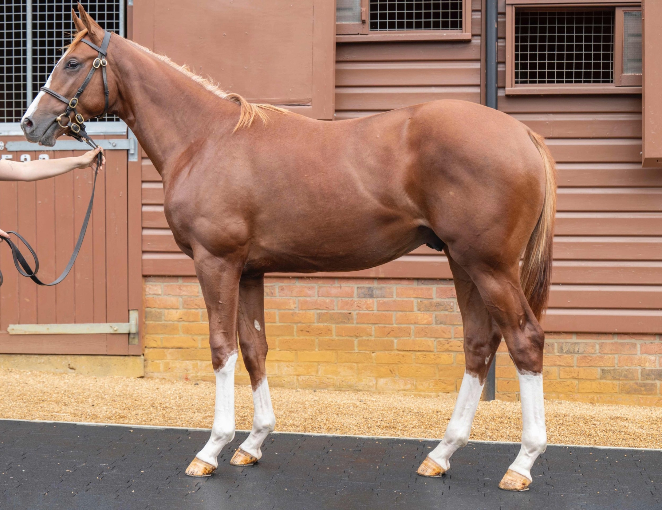 Harry Charlton | Beckhampton House | Harry Charlton | Beckhampton House